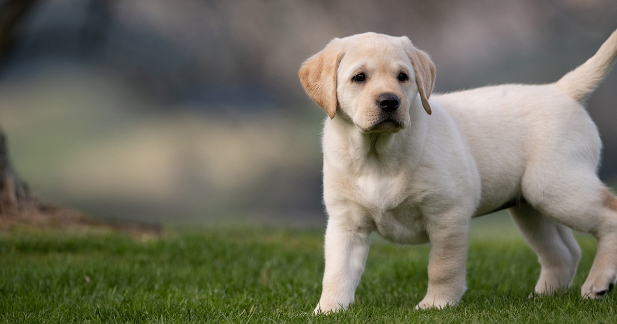 Puppy Food for Large Breeds - Black Hawk