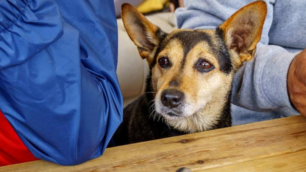 Is it safe to feed my dog table scraps? - Black Hawk