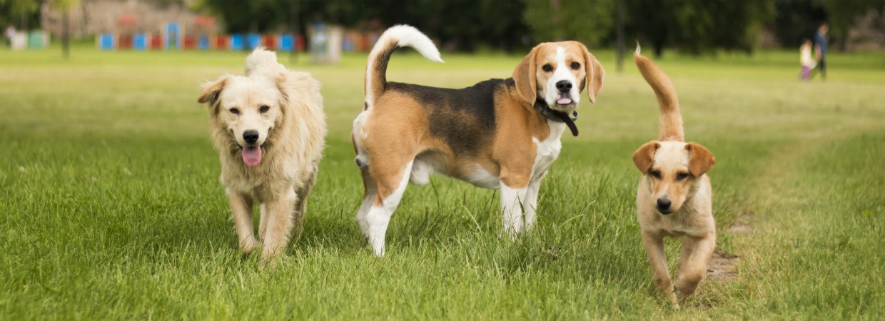 Tips on Visiting a Dog Park with Your Dog - Black Hawk