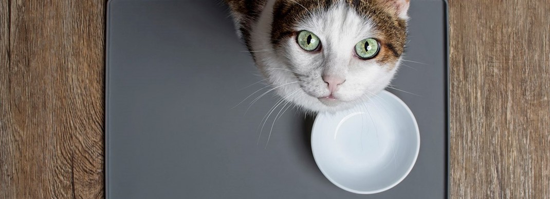 Transitioning from Kitten to Adult Cat Food | Black Hawk - Black Hawk