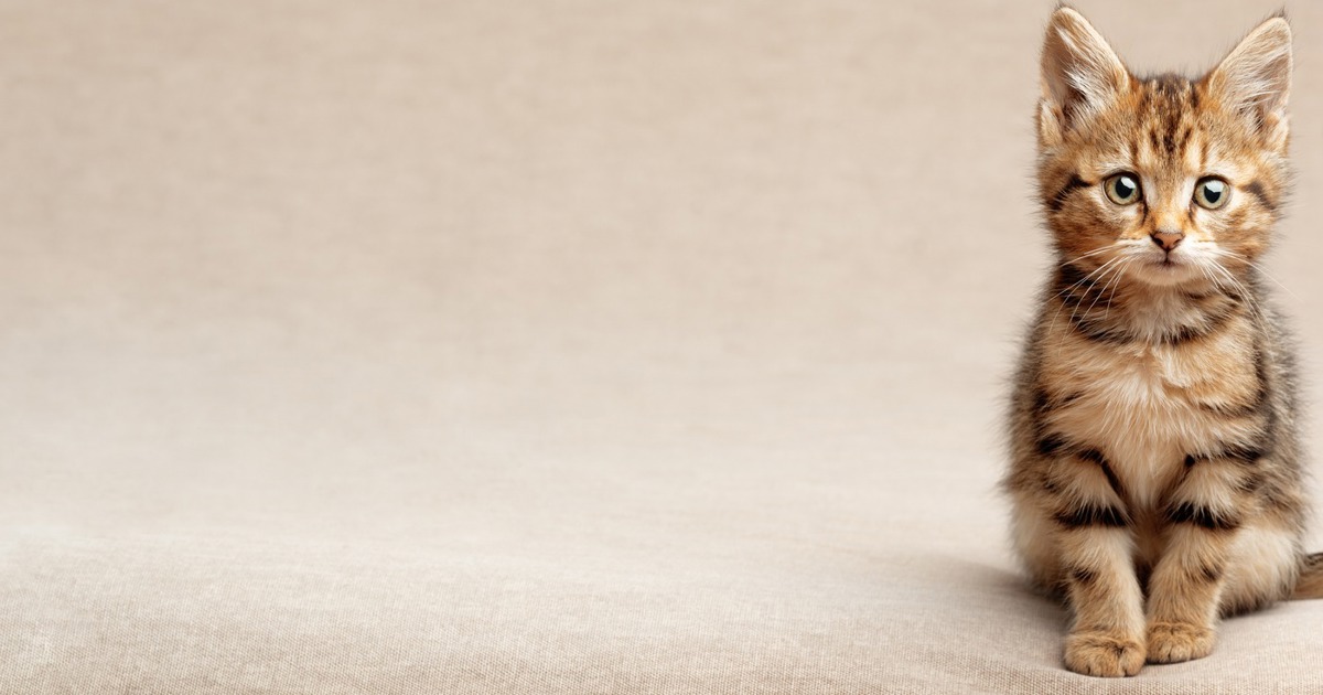 Black Hawk Kitten Guide - Black Hawk