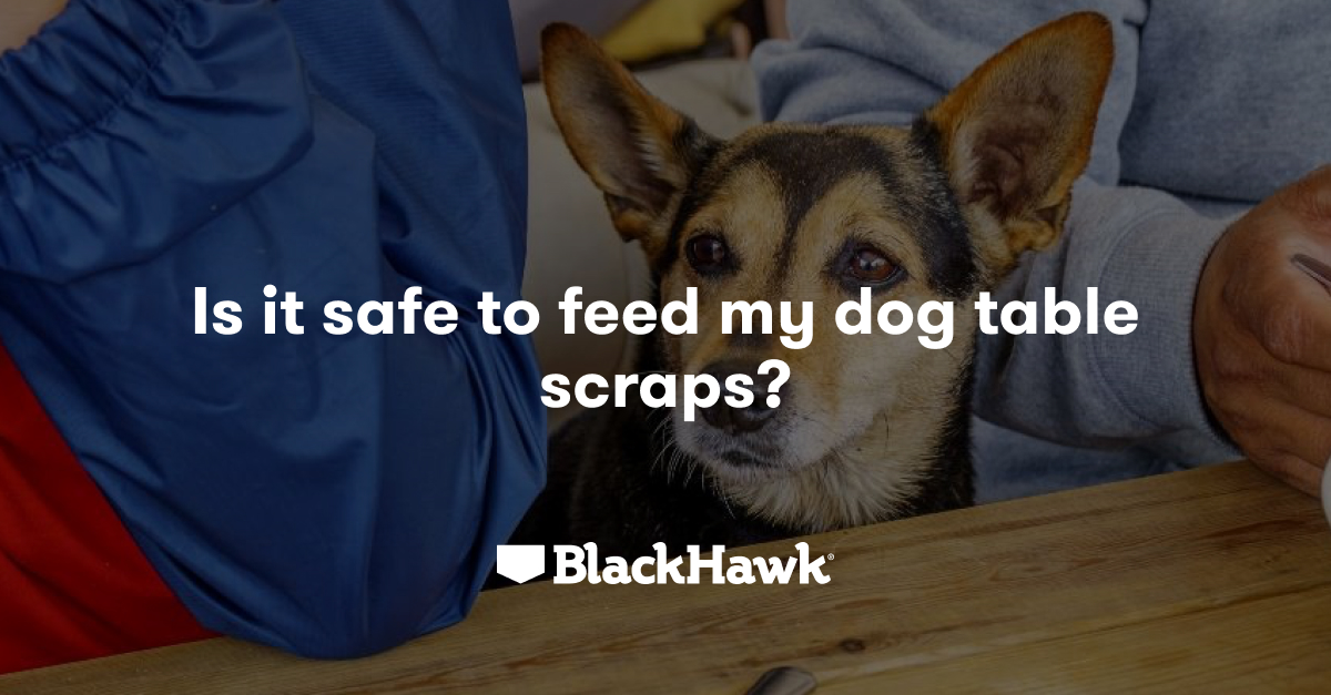 Is it safe to feed my dog table scraps? - Black Hawk