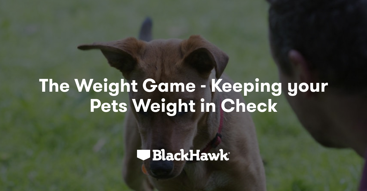 Keeping your Pet's Weight in Check | Black Hawk - Black Hawk