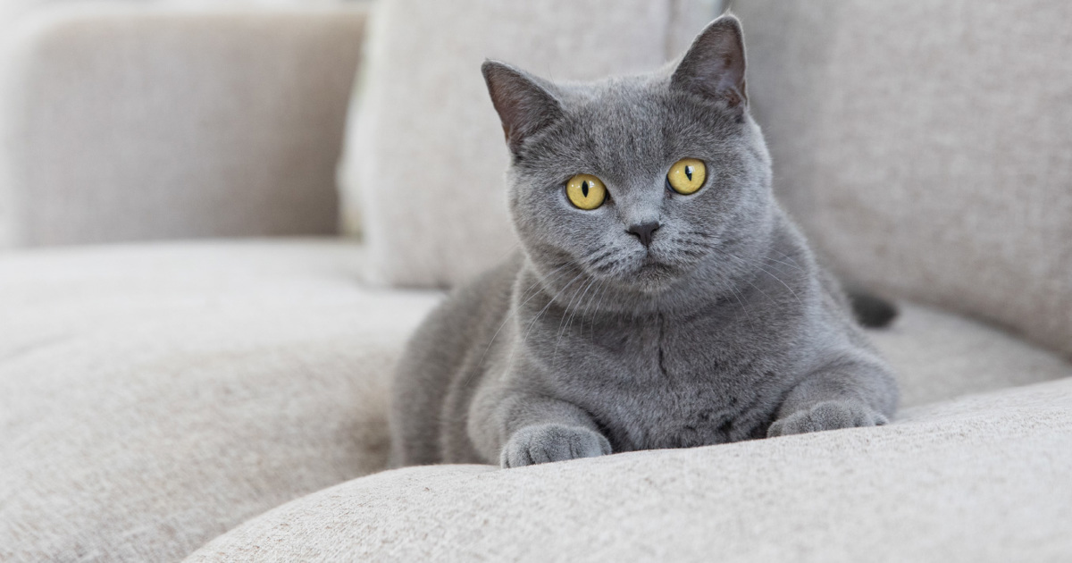 Cat Learning - Black Hawk