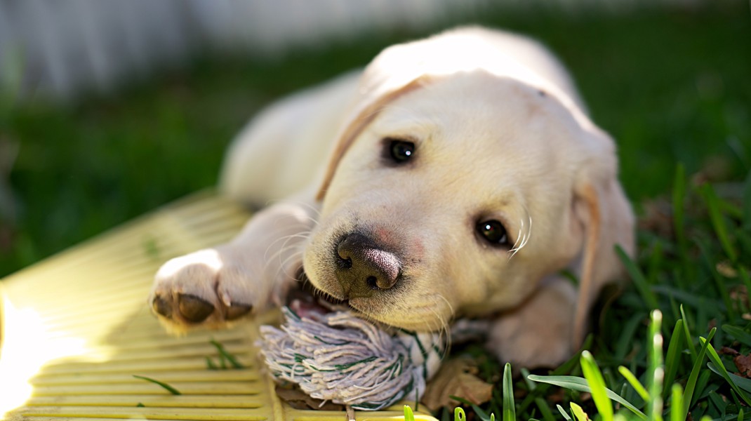 New Puppy Checklist | Black Hawk - Black Hawk