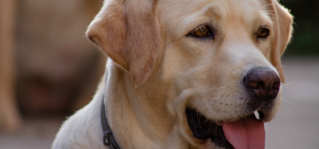 Dog Poo. Whats normal and what's not? | Black Hawk - Black Hawk