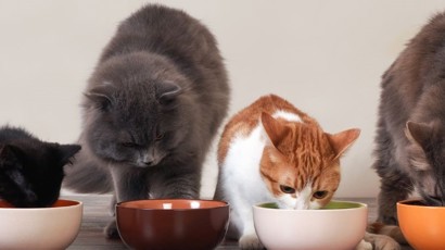 Cats are Carnivores, so why are we Feeding them Carbs? - Black Hawk