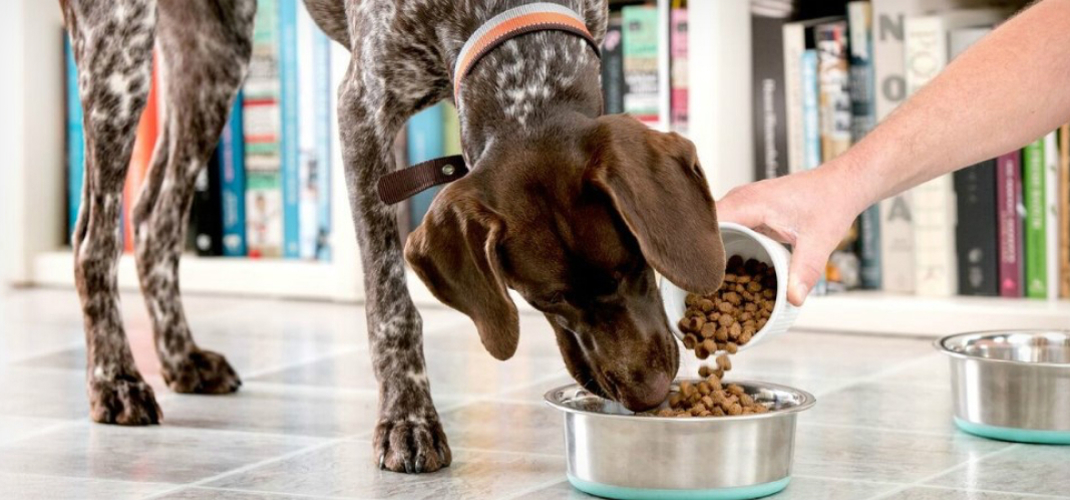 Wet or Dry Dog Food - What Should I Feed | Black Hawk - Black Hawk