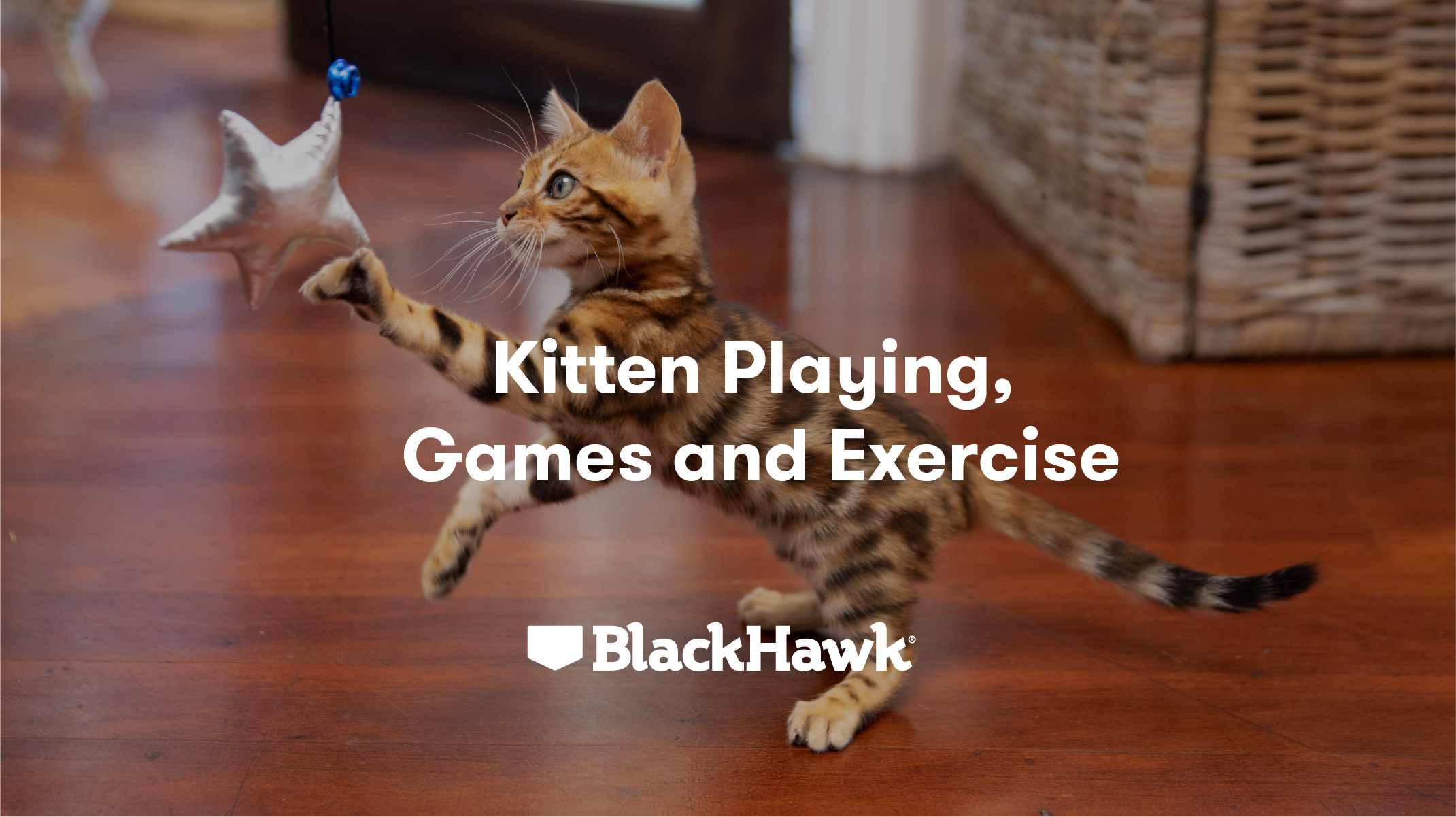 Kitten Playing - Games and Exercises for Your Pet - Black Hawk