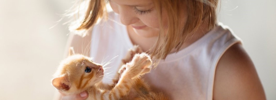 Tips for Looking after your New Kitten | Black Hawk - Black Hawk
