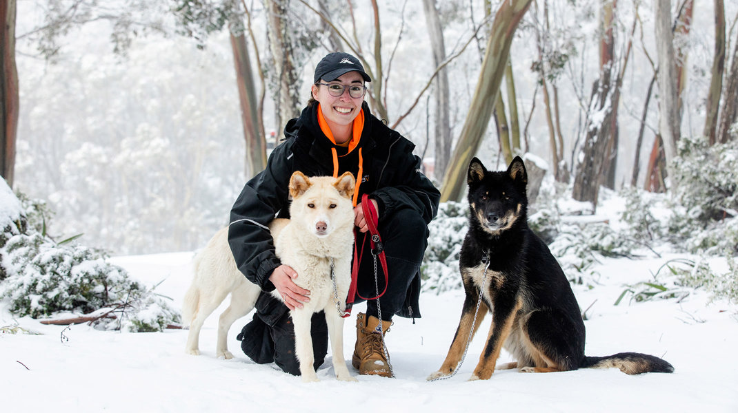 Mt Baw Baw: Helping alpine dingoes thrive - Black Hawk